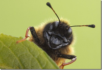 Imagini Desktop Insecte - Inedit